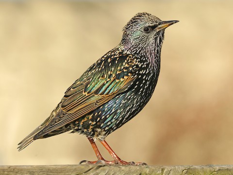 Murmuration – Sheila McEntee