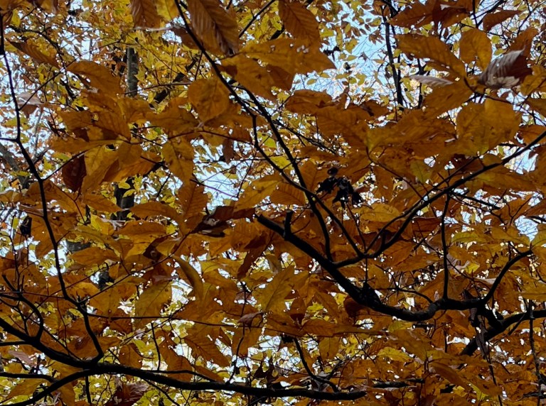 Woodland Intimacy – Sheila McEntee